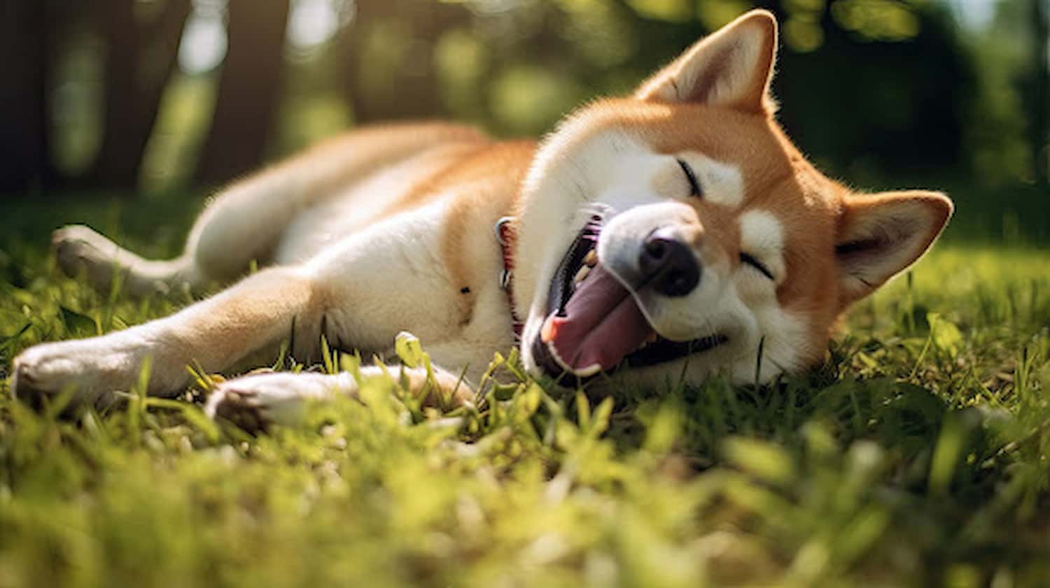 Nova "Shiba Inu Killer" Memecoin Cresce 400%: Será que Pode Atingir $1 ...